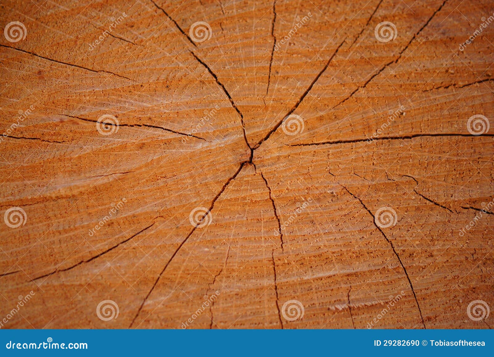 Rings on tree trunk stock photo. Image of life, outdoor - 29282690