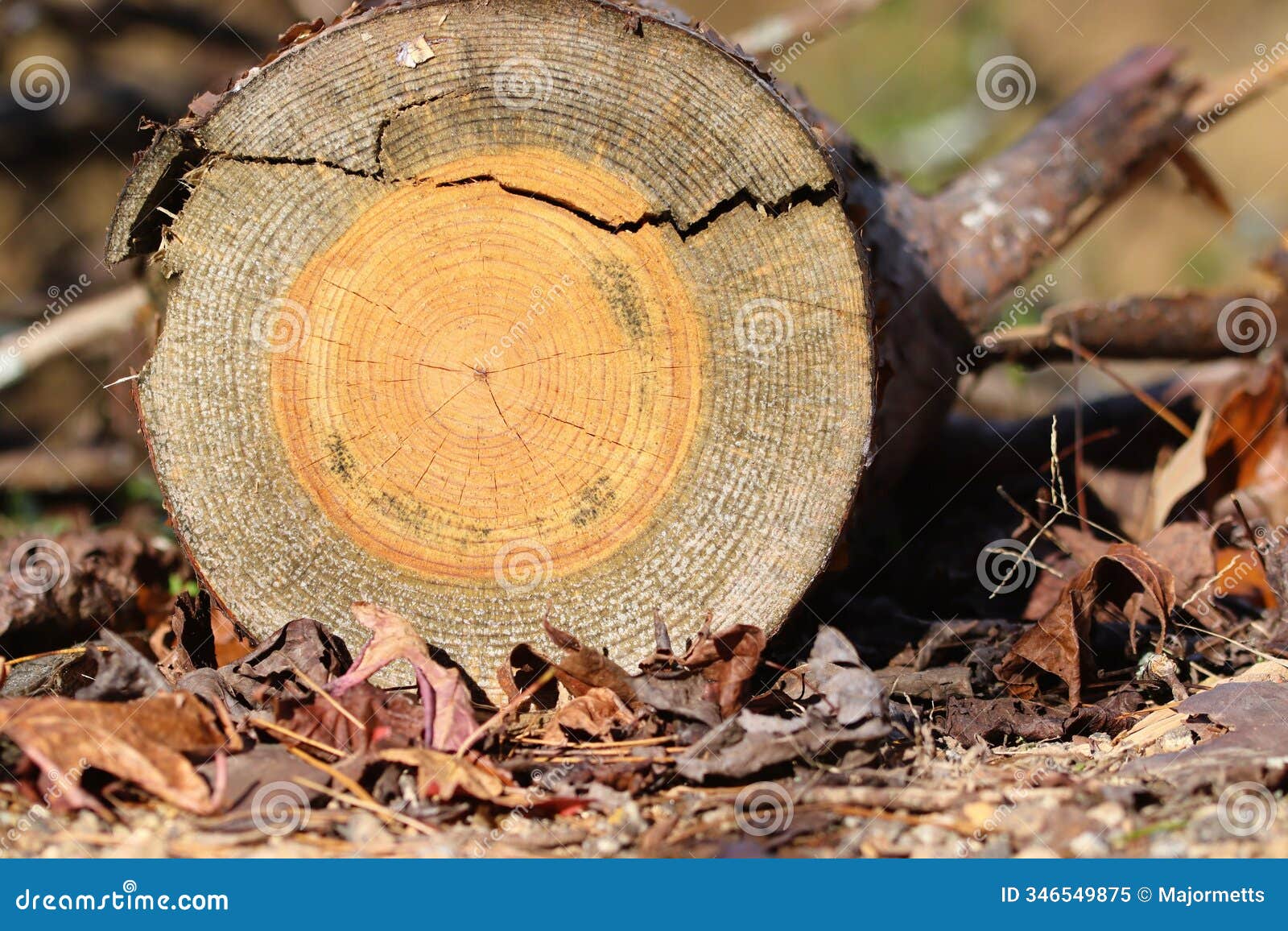 Rings of Tree Trunk on Ground with Fall Leaves Stock Image - Image of ...