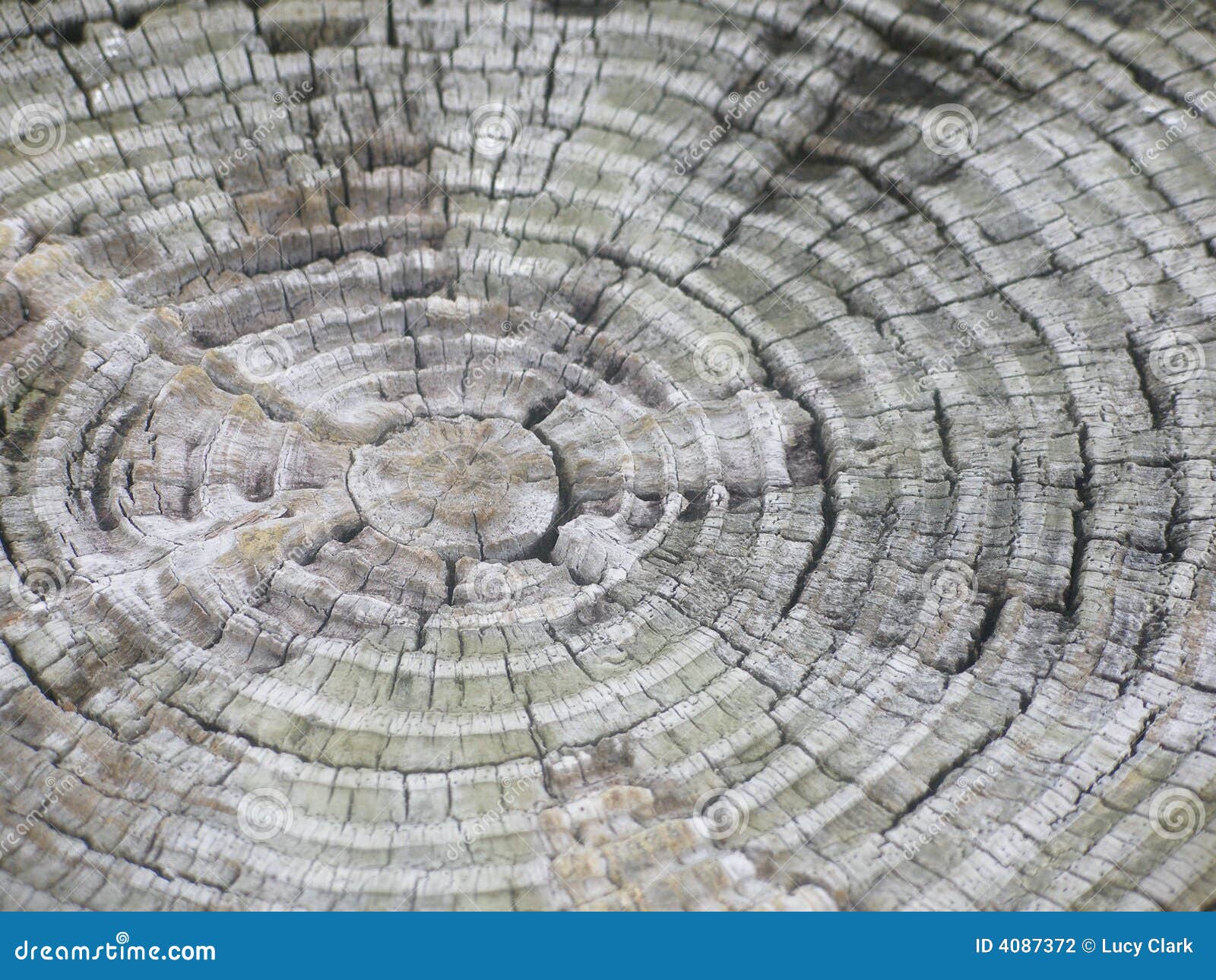 Rings of a trunk stock photo. Image of stump, forest, rings - 4087372