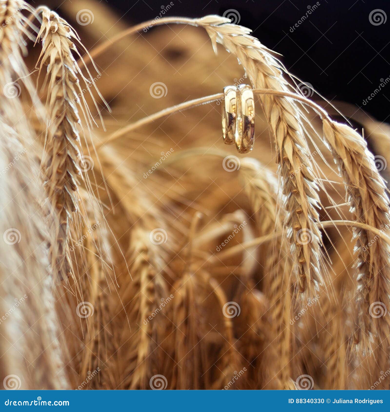 Rings on wheat stock photo. Image of bridal, anniversary - 88340330