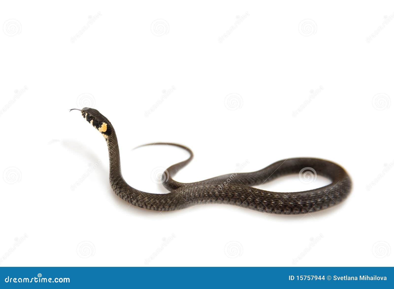 Ringslang stock foto. Image of gras, schaal, sinaasappel - 15757944