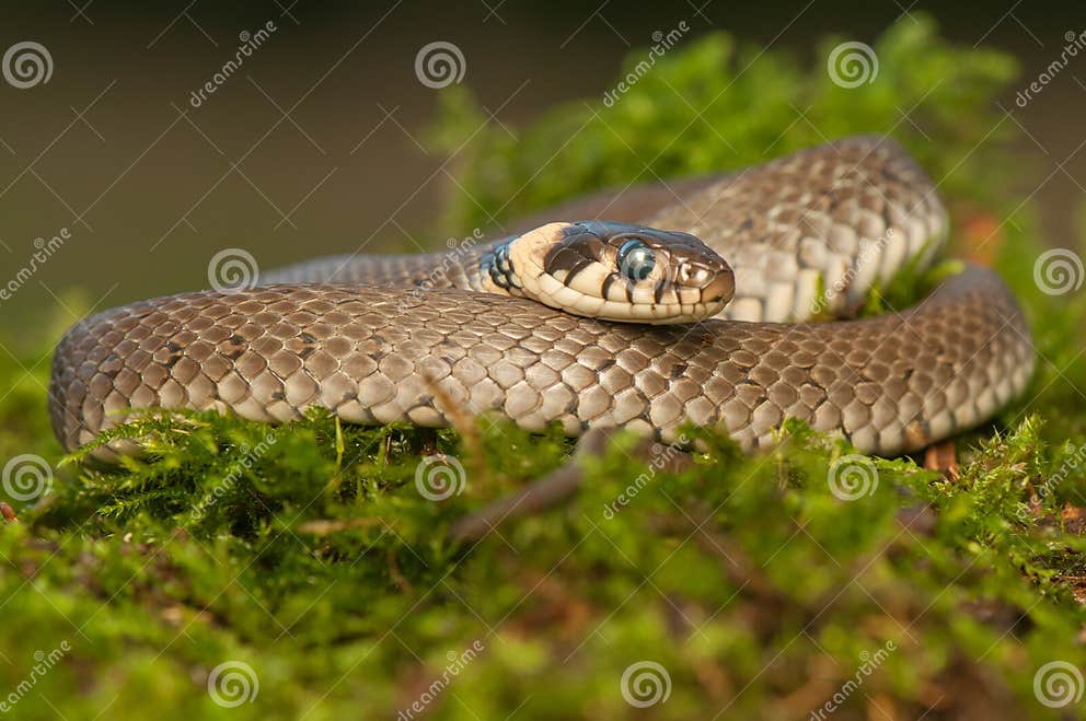 Ringslang stock foto. Image of gras, wild, gevaar, schaal - 34043608