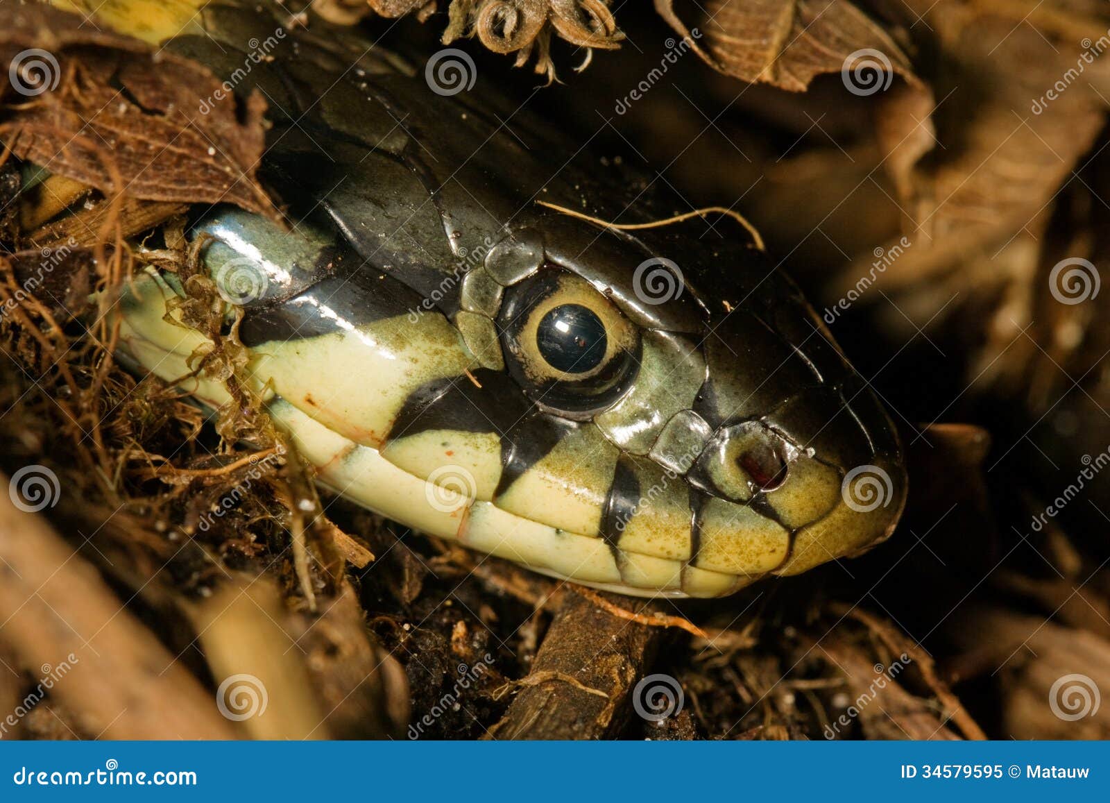 Ringslang stock afbeelding. Image of reptiel, water, geringd - 34579595