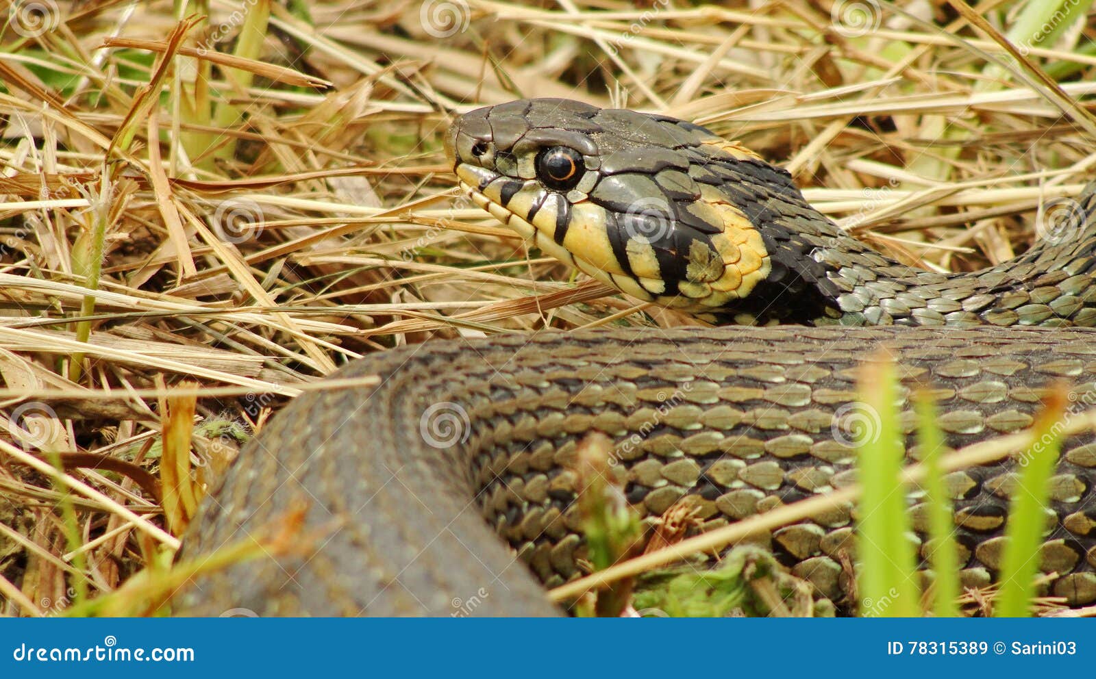 Ringslang stock afbeelding. Image of moeilijk, patroon - 78315389