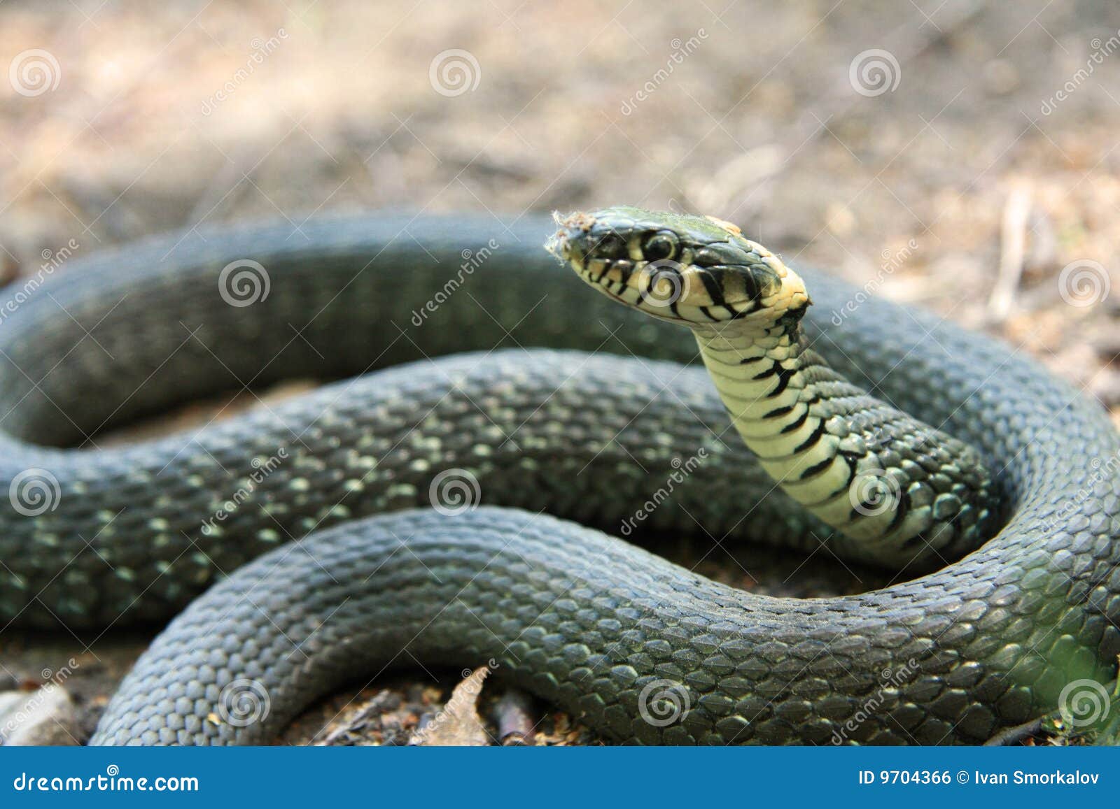Ringslang stock foto. Image of glad, vlot, slank, vlokkig - 9704366