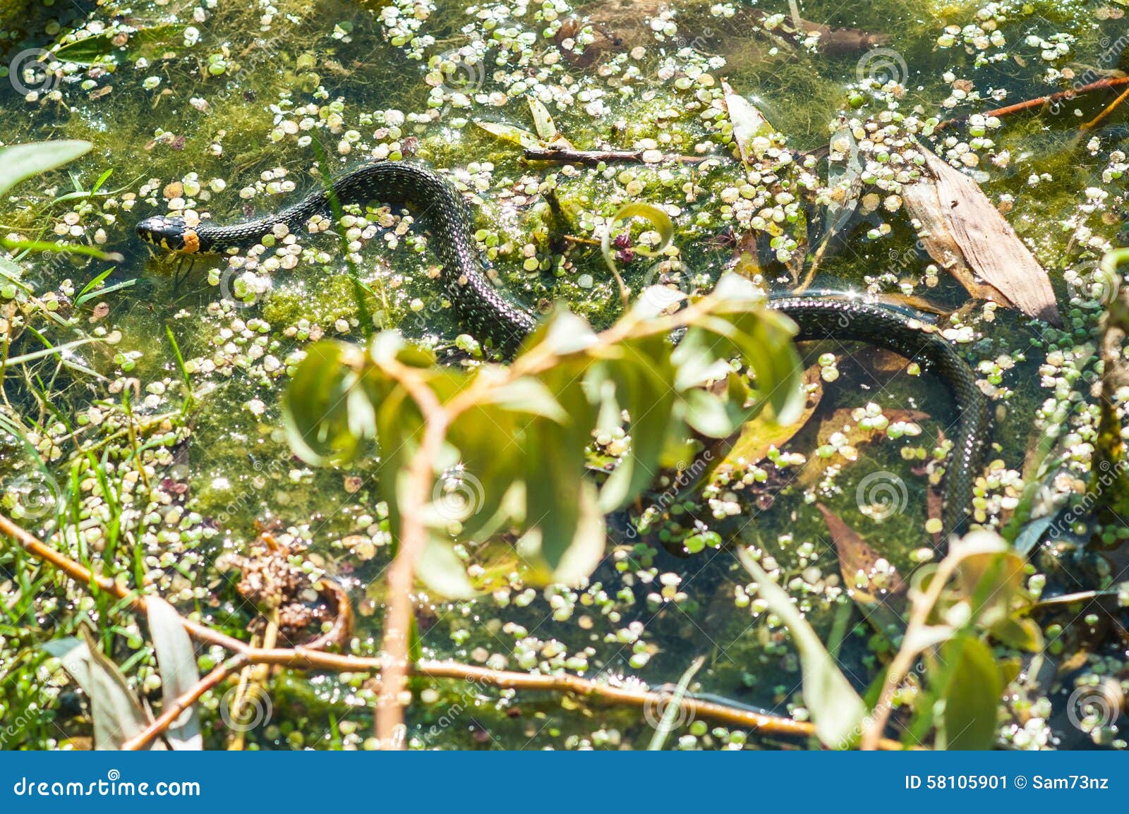 Ringslang Die Over Het Moeras Kruipen Stock Afbeelding - Image of ...