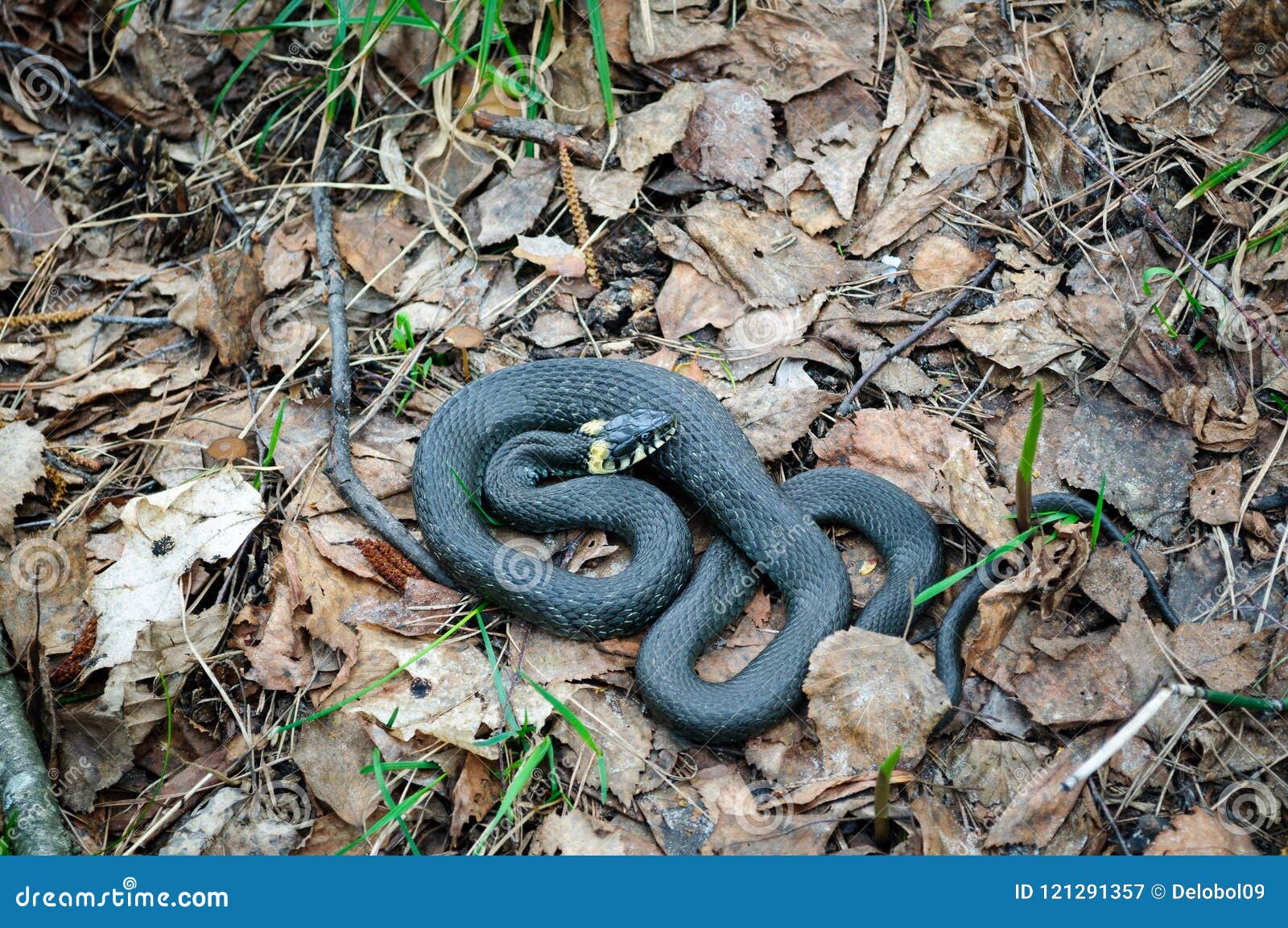 Ringslang natrix stock afbeelding. Image of nave, slang - 121291357
