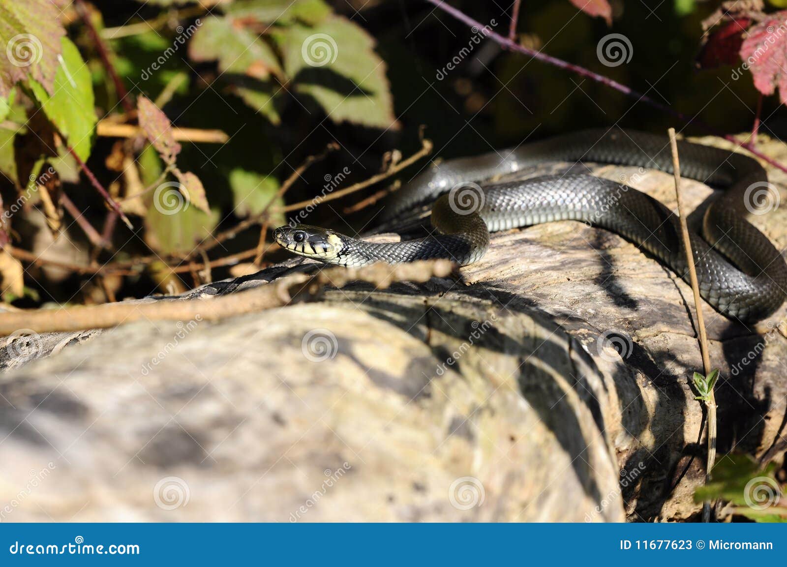 Ringslang - Natrix natrix stock afbeelding. Image of kruip - 11677623