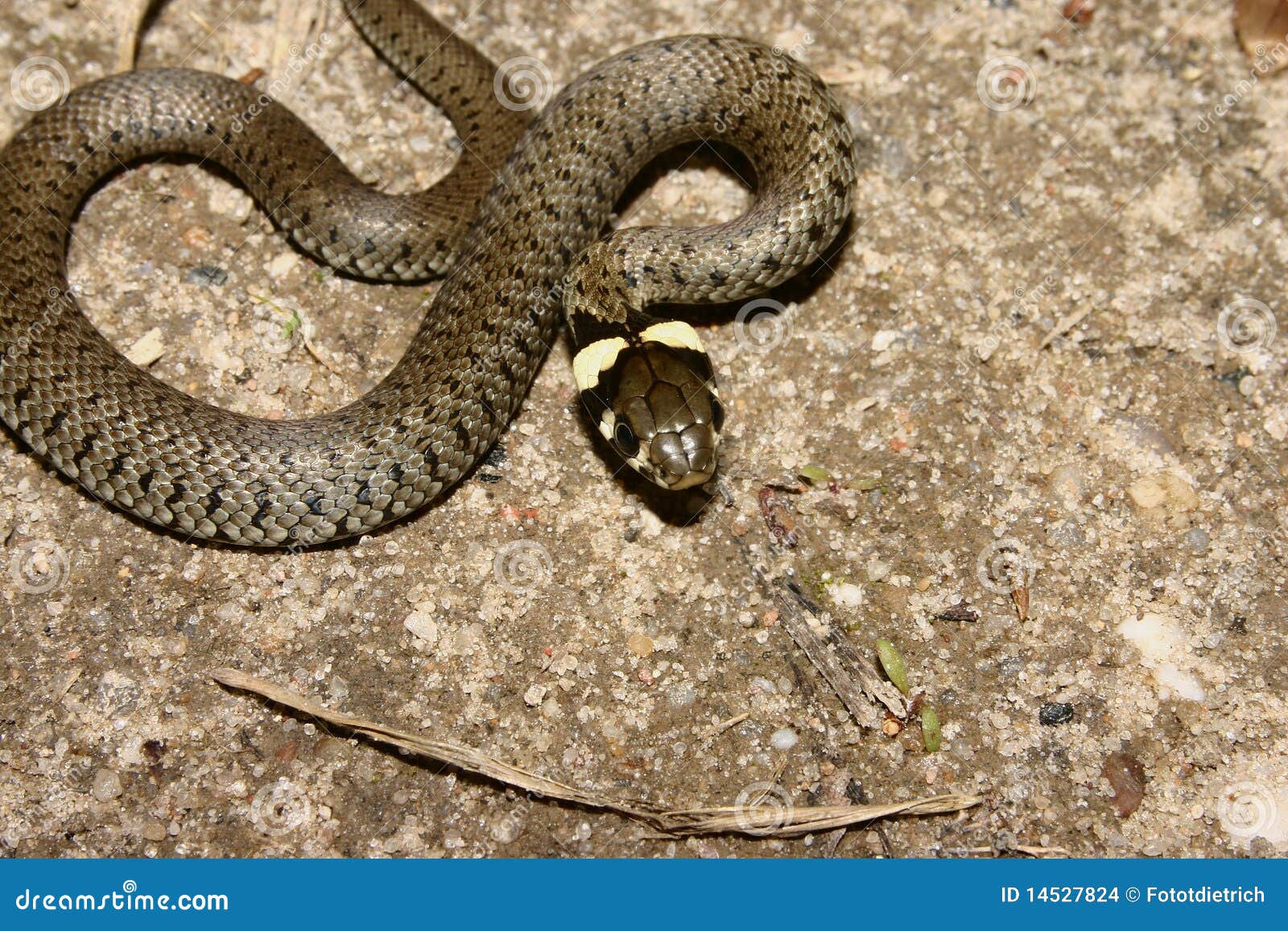 Ringslang (Natrix natrix) stock foto. Image of jong, nave - 14527824