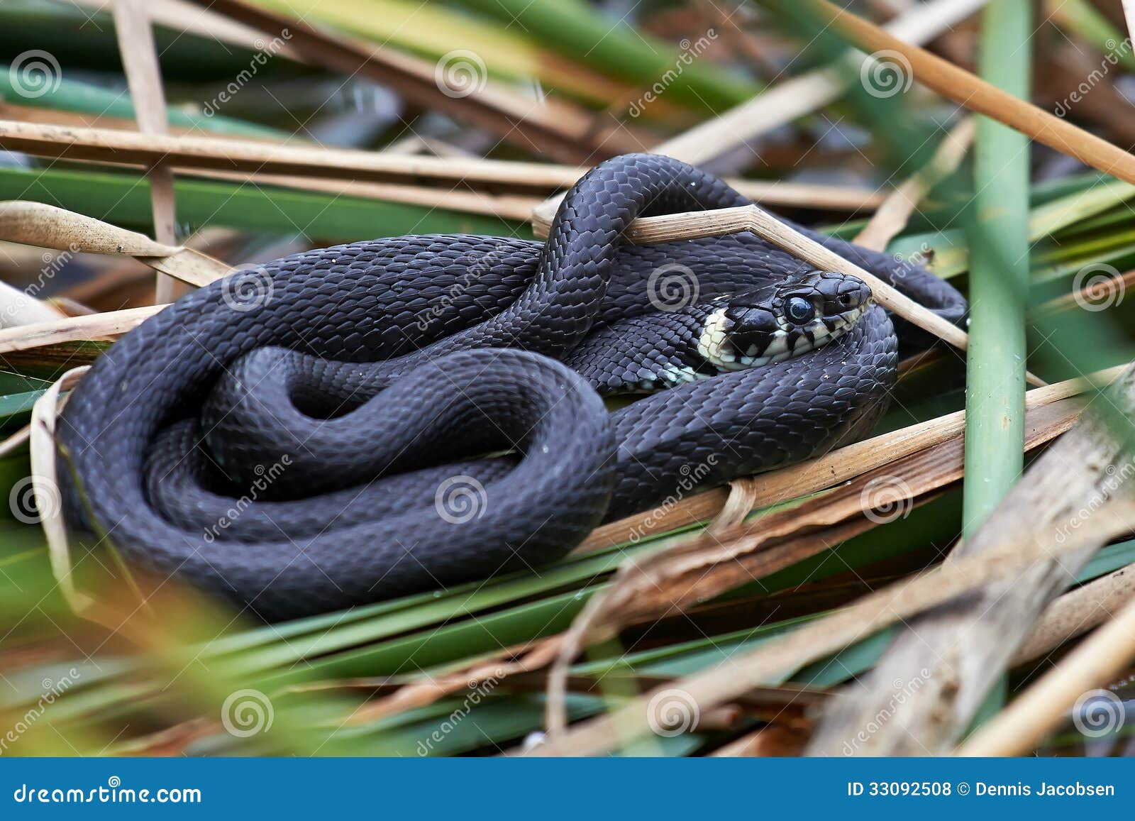 Ringslang (Natrix natrix) stock foto. Image of slang - 33092508