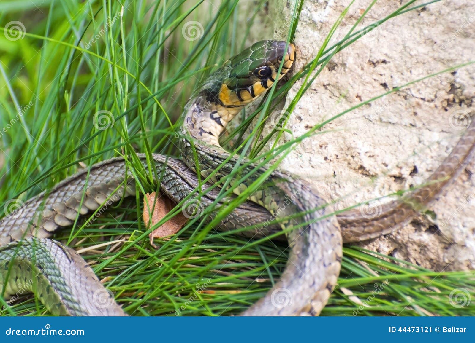 Ringslang (Natrix natrix) stock afbeelding. Image of reptiel - 44473121