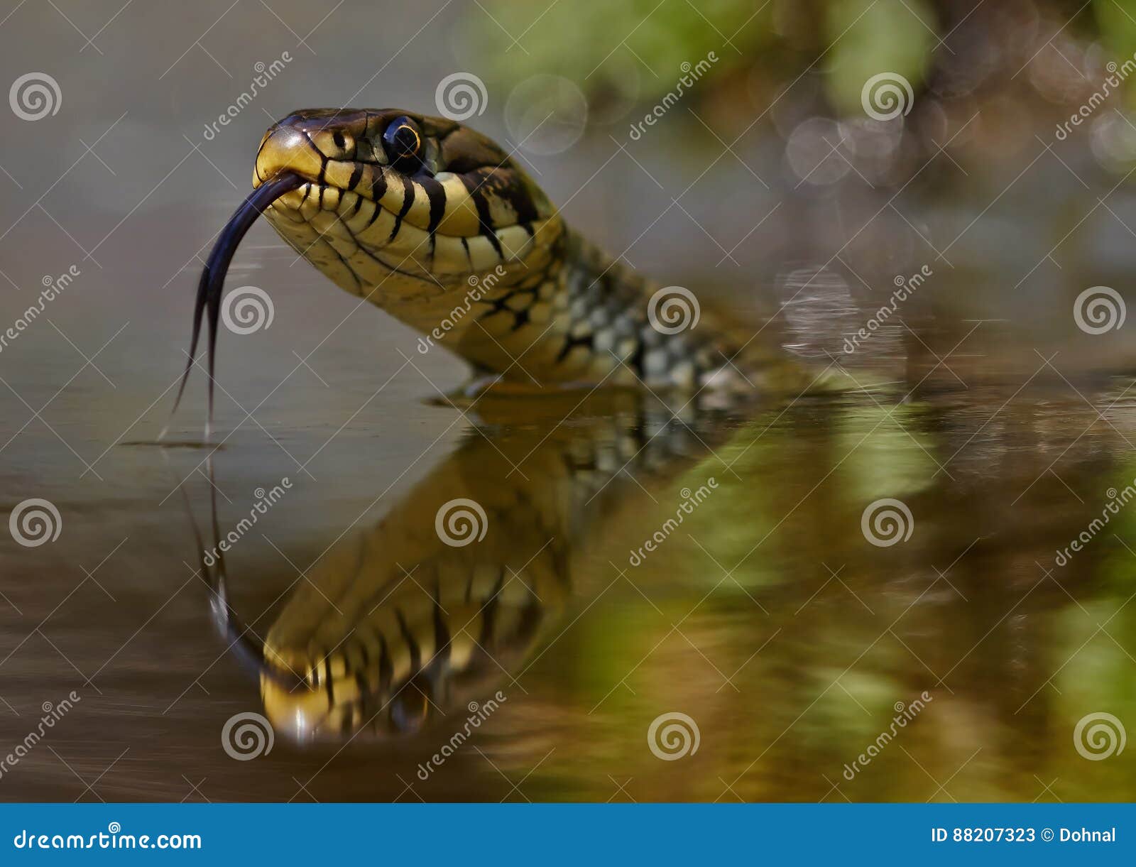 Ringslang Natrix natrix stock afbeelding. Image of leefgebied - 88207323