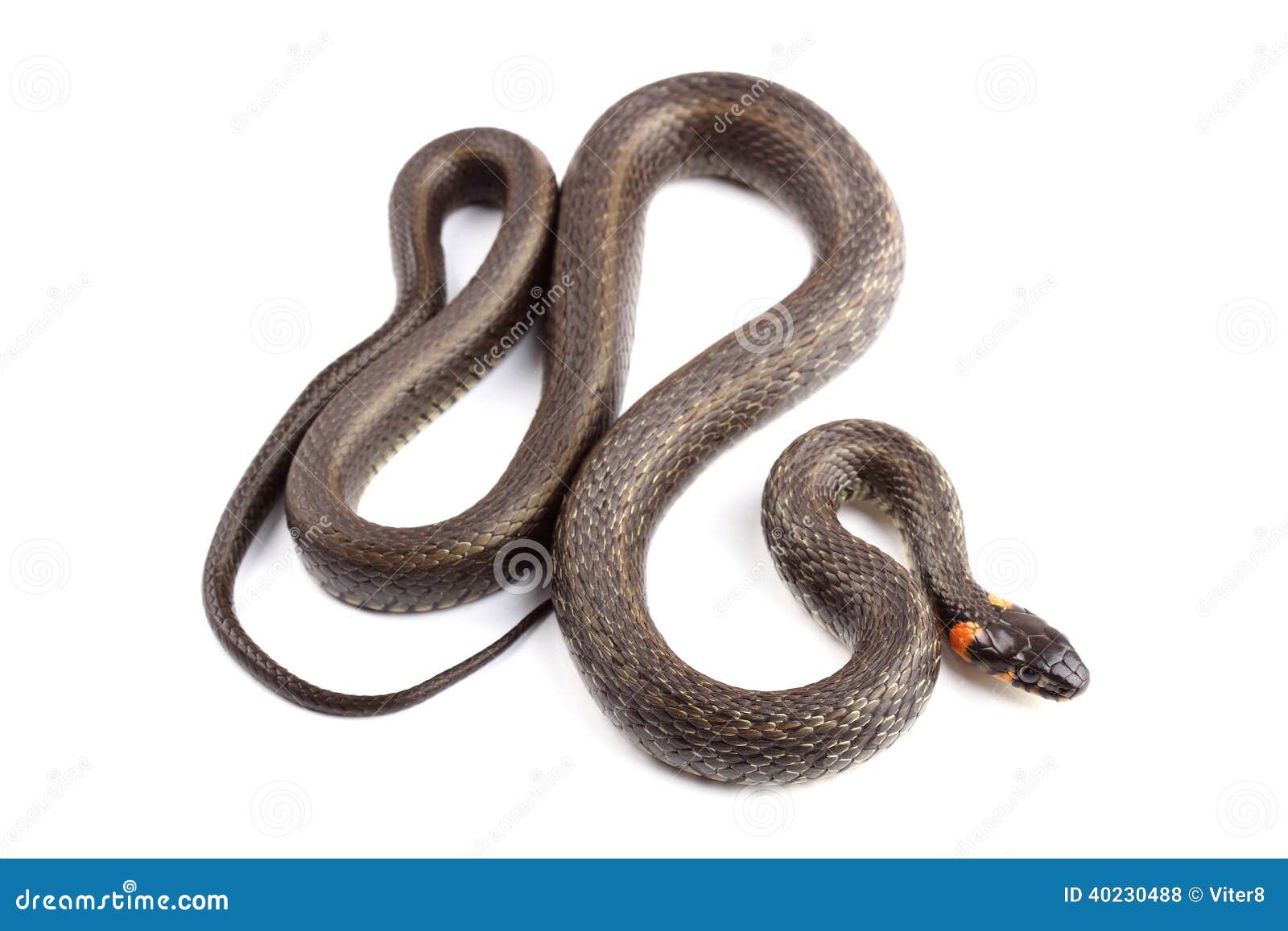 Ringslang (Natrix Natrix) Op Wit Wordt Geïsoleerd Dat Stock Foto ...