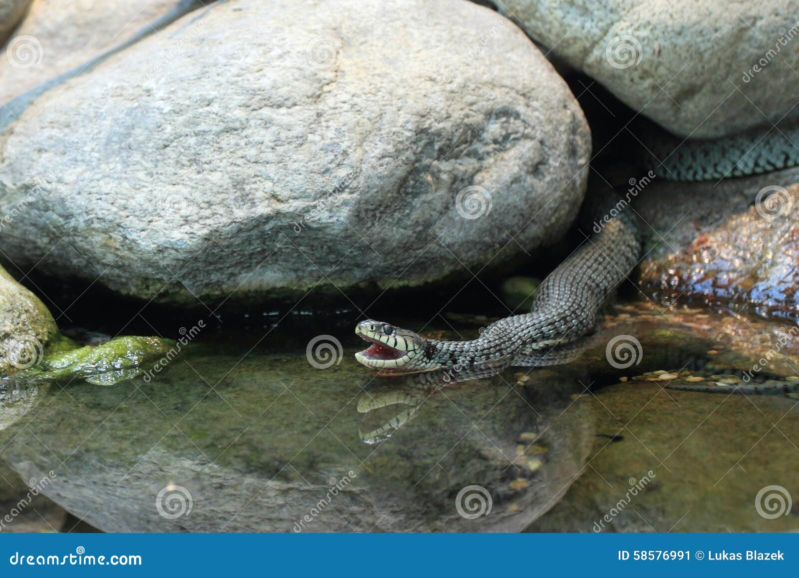 Ringslang in water stock afbeelding. Image of dier, nave - 58576991