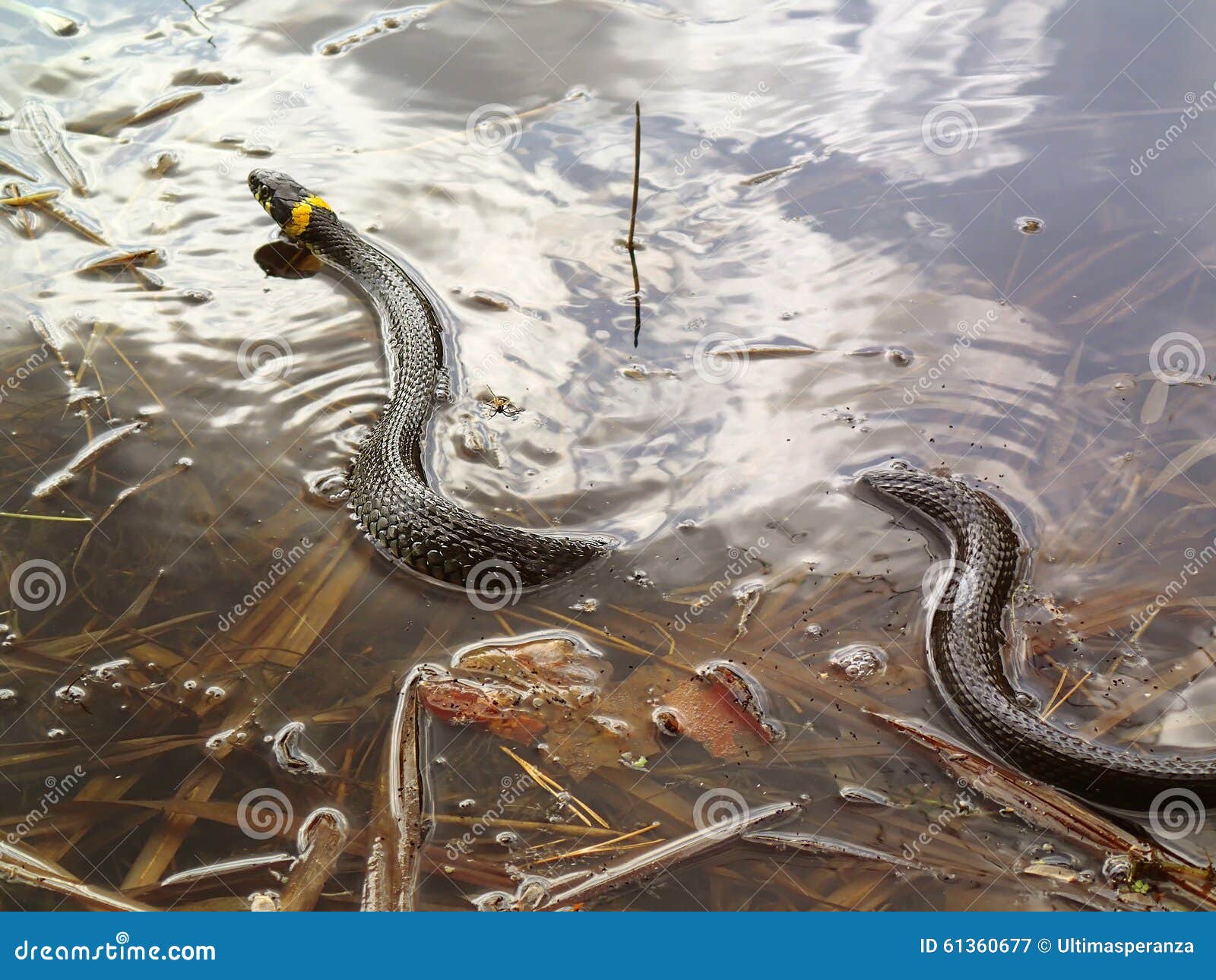Ringslang in water, natrix stock afbeelding. Image of gras - 61360677