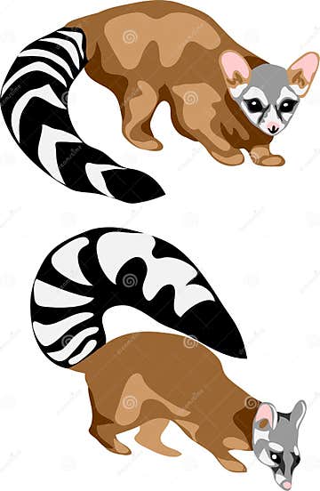 Ringtail cat stock vector. Illustration of bassariscus - 245450457
