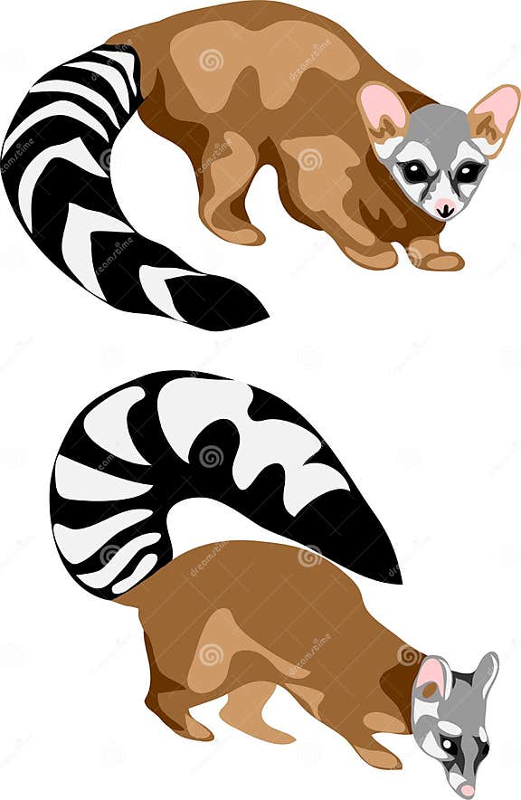 Ringtail cat stock vector. Illustration of bassariscus - 245450457