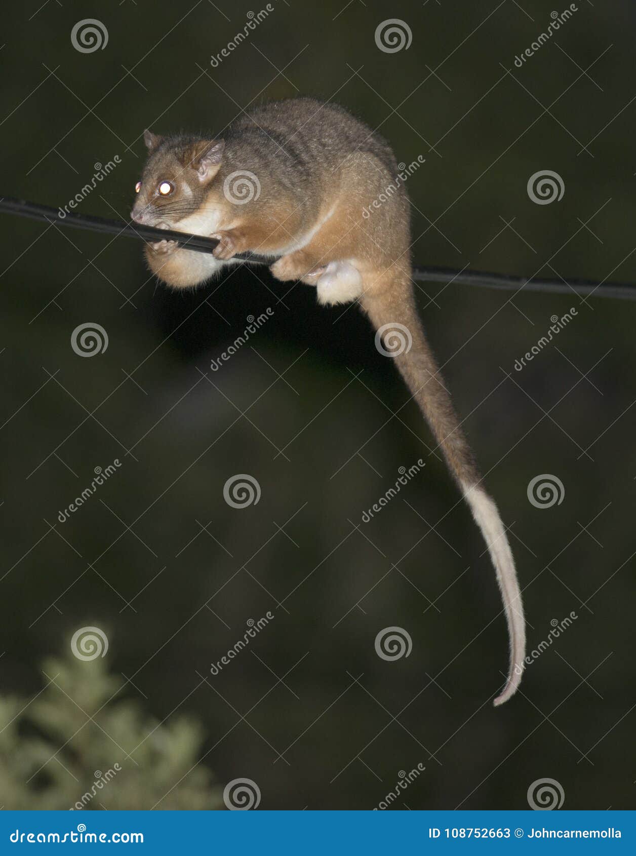 Ringtail Possum on Power Line Stock Image - Image of nature, ringtail ... Ringtail Possum on Power Line Stock Image - Image of nature, ringtail ...