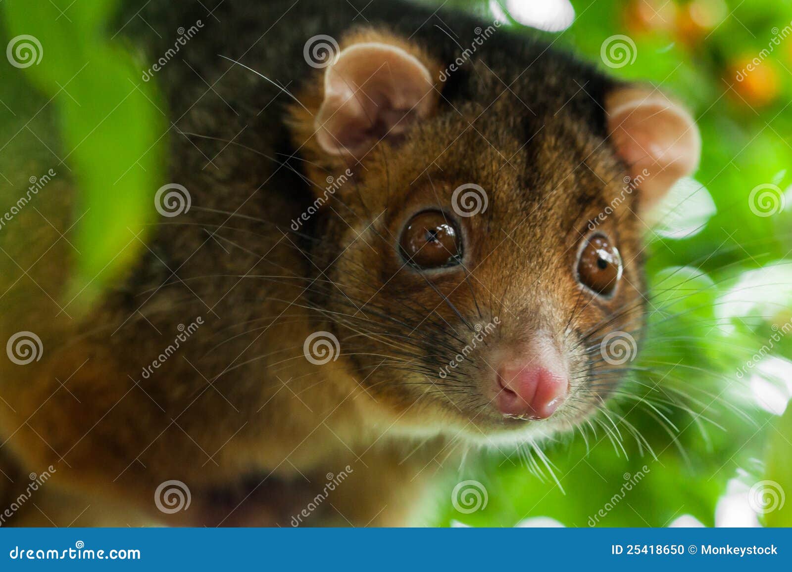 Ringtail Possum Shallow Focus Stock Photo - Image of cute, australia ... Ringtail Possum Shallow Focus Stock Photo - Image of cute, australia ...