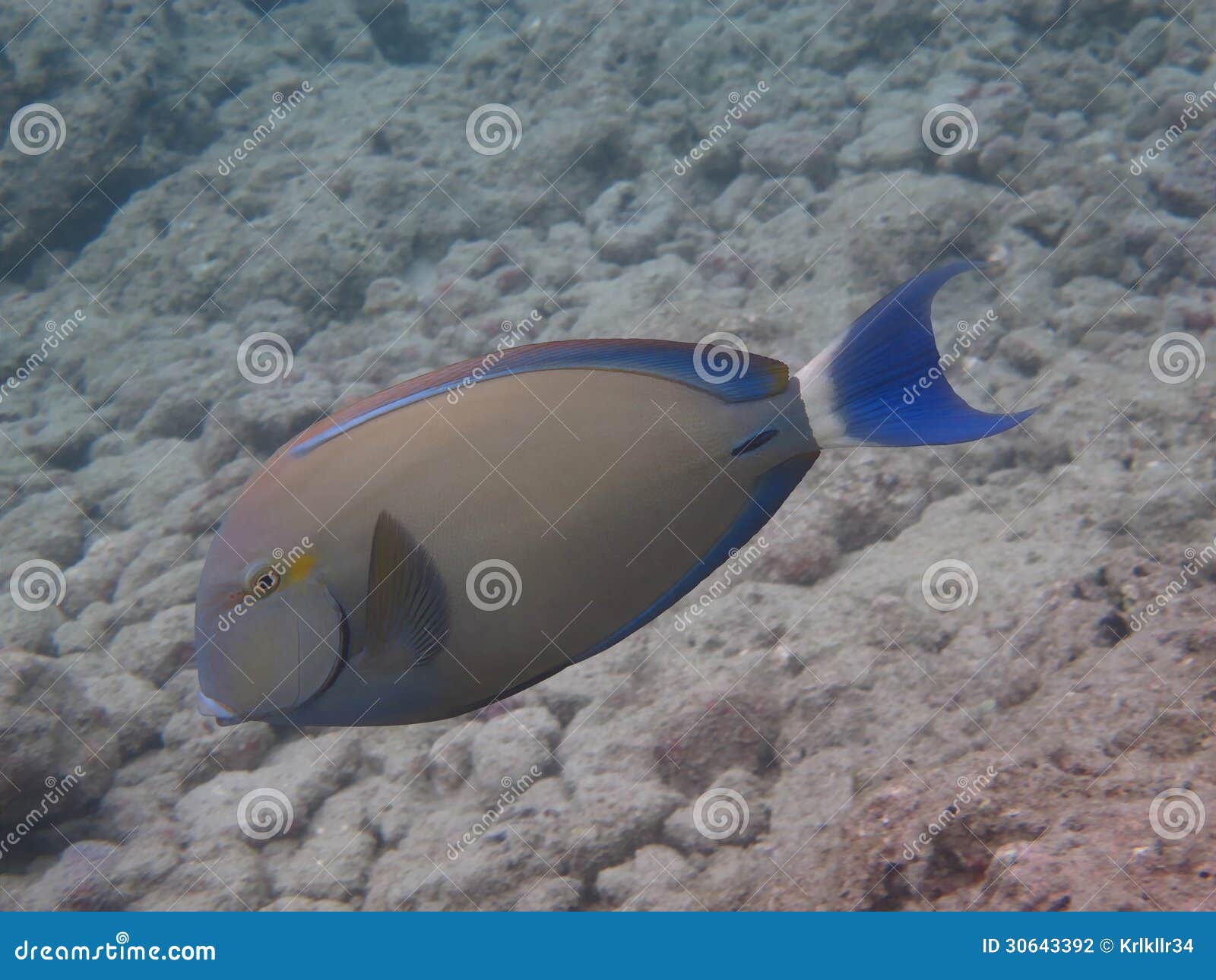 Ringtail Surgeonfish (pualu) Stock Photo - Image of brown, swim: 30643392