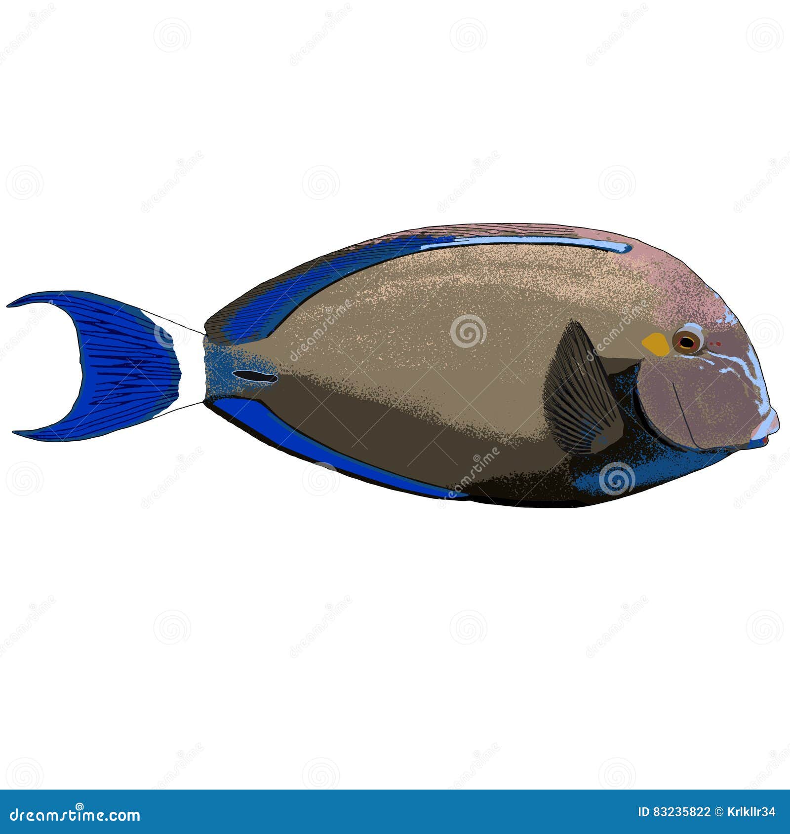 Ringtail Surgeonfish Vector Illustration Stock Vector - Illustration of ...