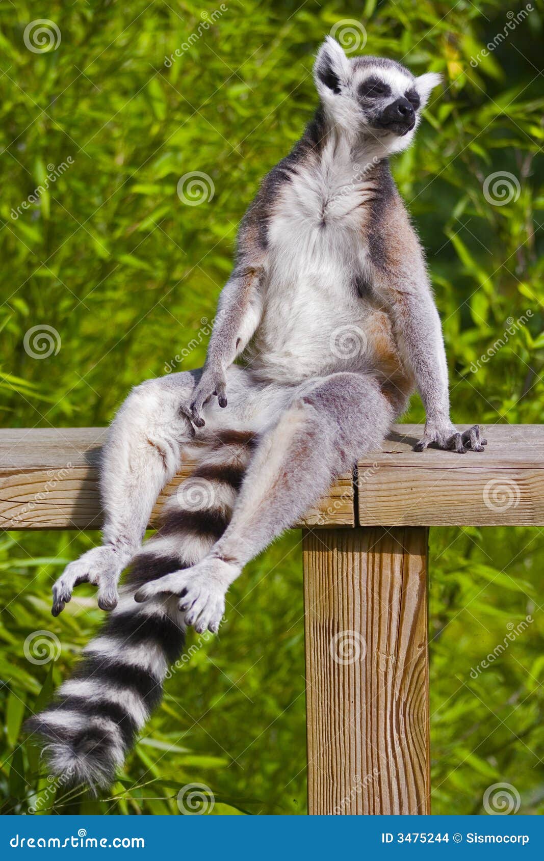 Lemur Catta Baby On The Mother`s Back/Lemur Catta Baby And Mother/Lemur ...