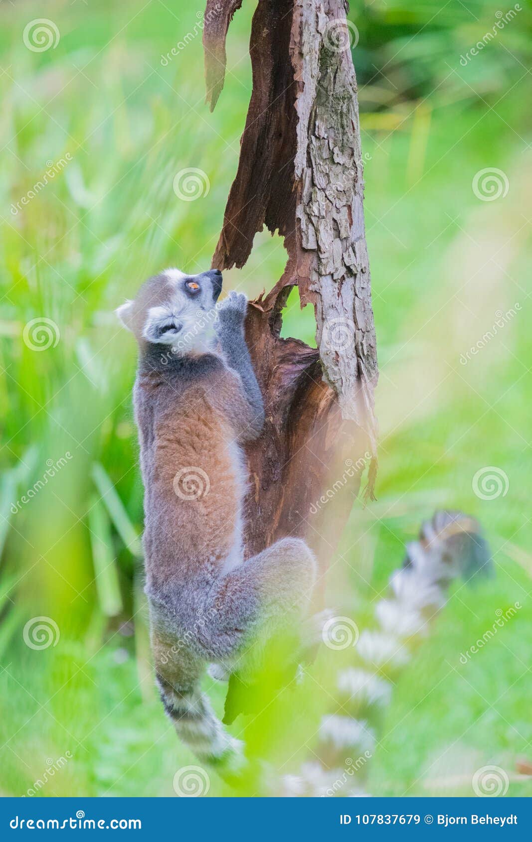 Ringtailed Lemur Climbing a Tree Stock Image - Image of cute, exotic ...