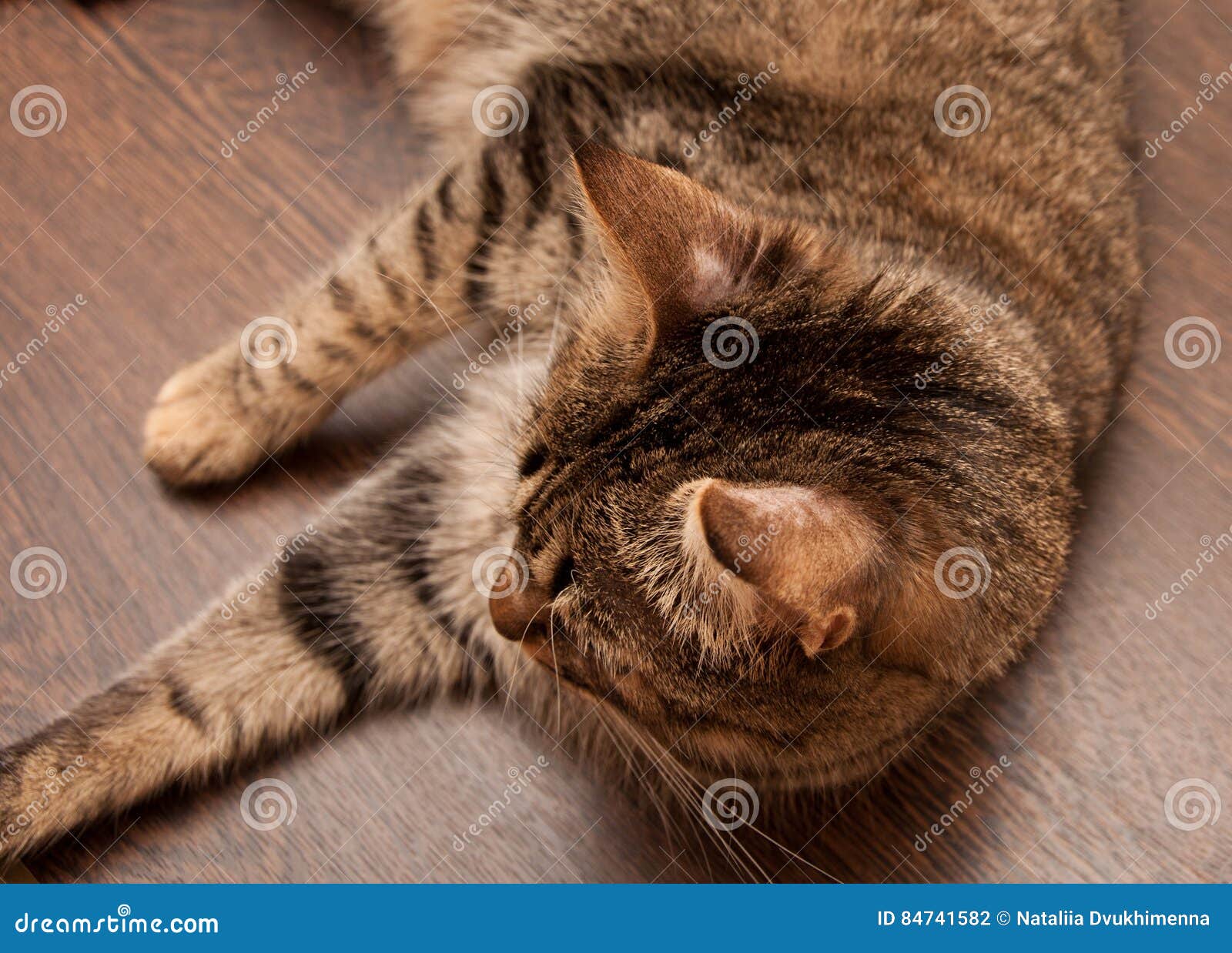 Ringworm bij kat stock foto. Image of vlekken, kaal, haar - 84741582