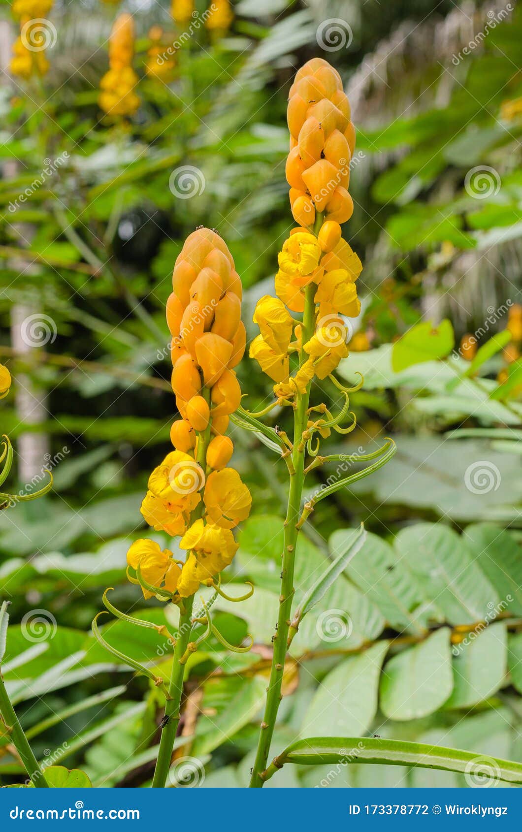 Ringworm Bush Flower or Candle Bush Flower in Natural Garden. Stock ...
