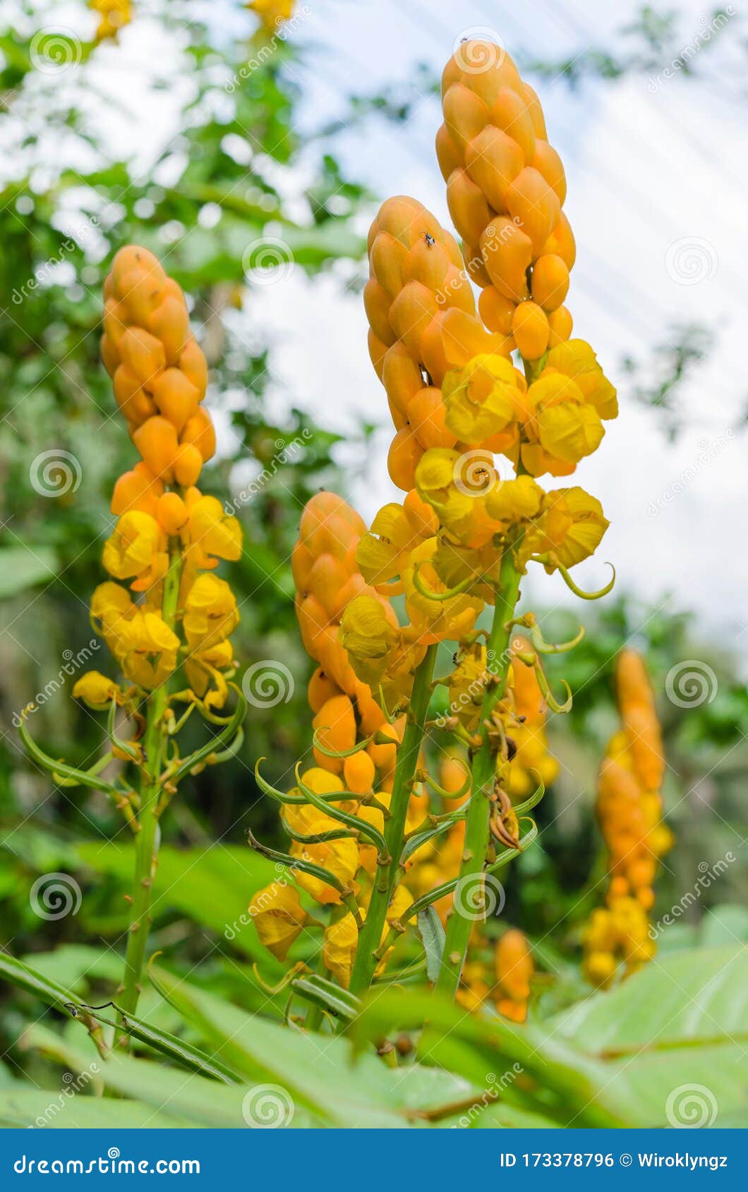 Ringworm Bush Flower or Candle Bush Flower in Natural Garden. Stock ...