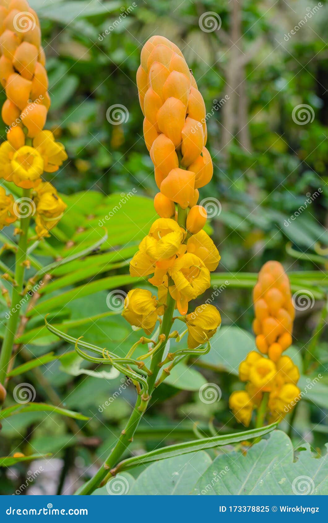 Ringworm Bush Flower or Candle Bush Flower in Natural Garden. Stock ...