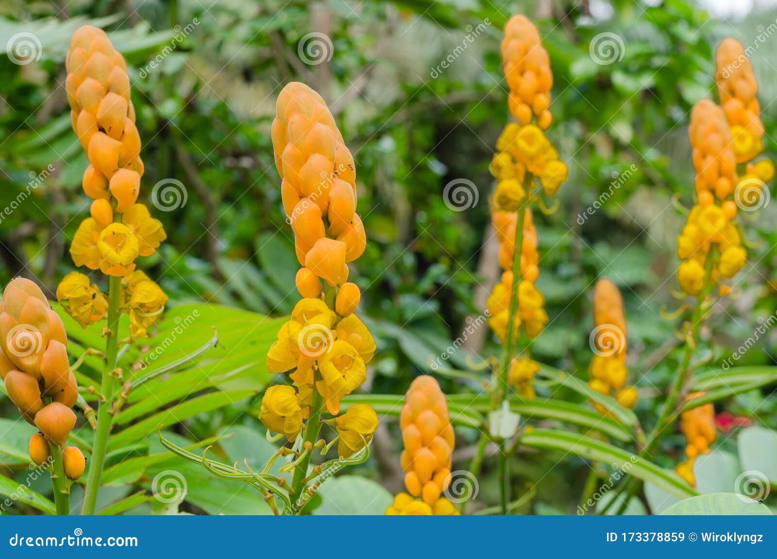 Ringworm Bush Flower or Candle Bush Flower in Natural Garden. Stock ...