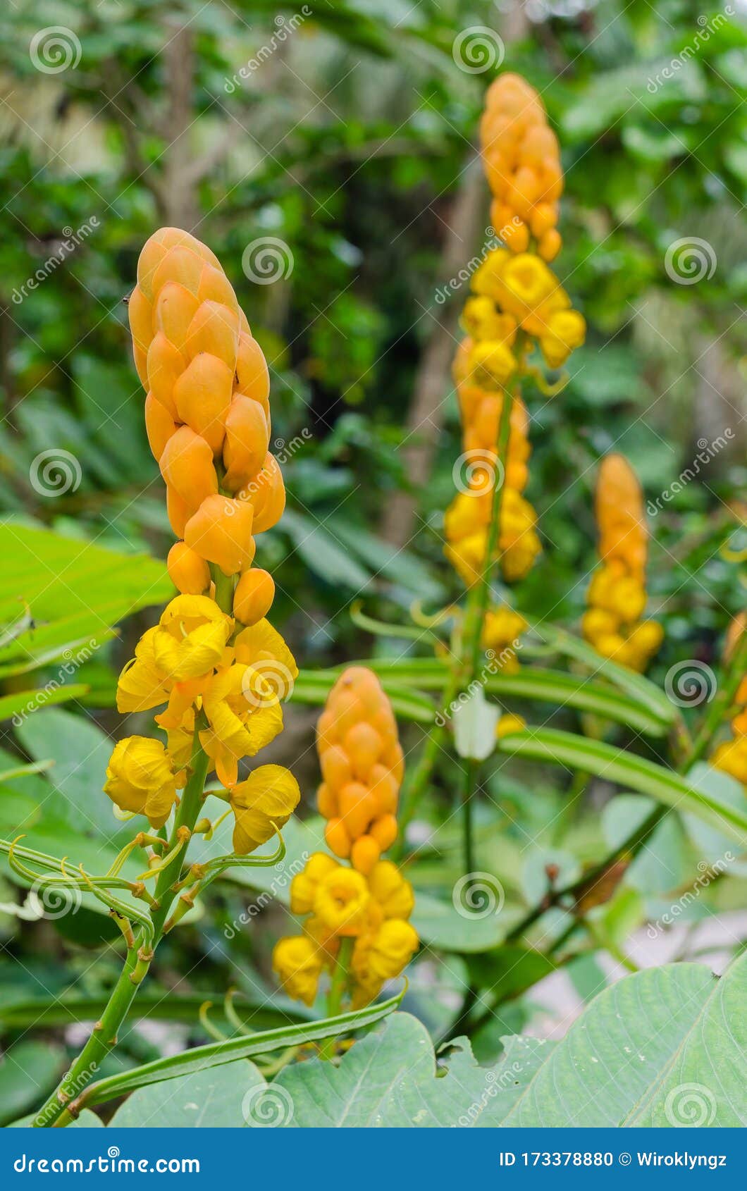 Ringworm Bush Flower or Candle Bush Flower in Natural Garden. Stock ...