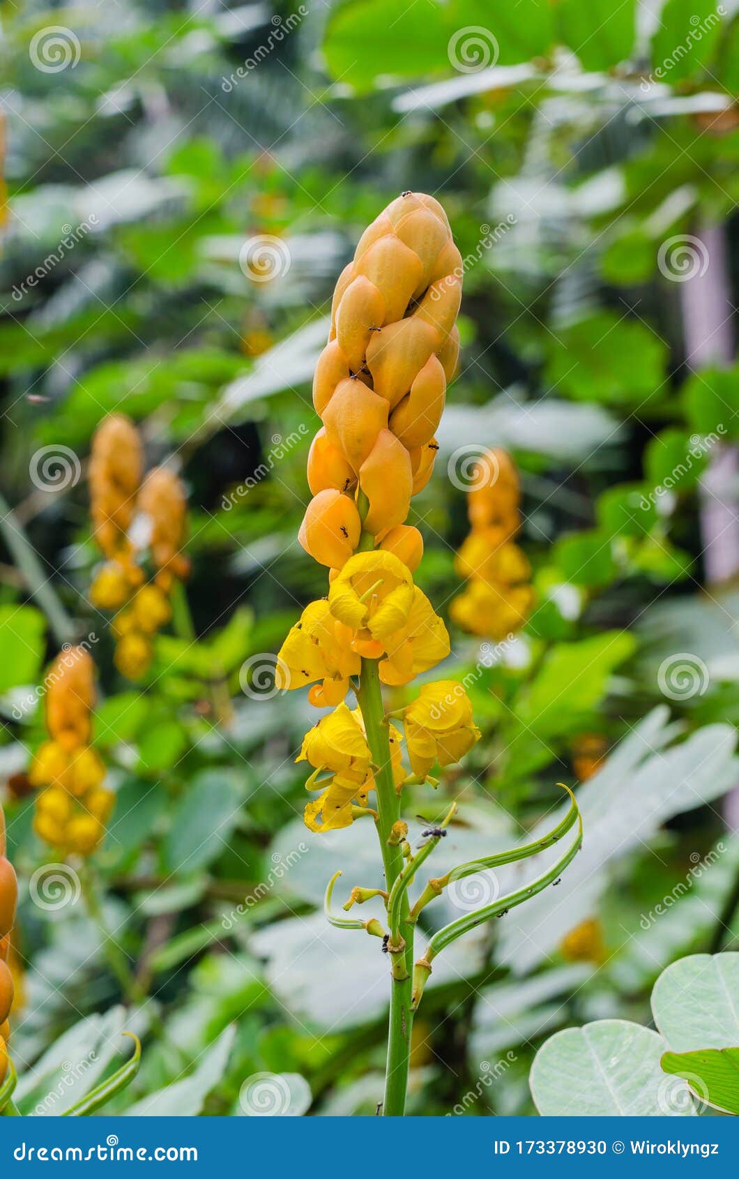 Ringworm Bush Flower or Candle Bush Flower in Natural Garden. Stock ...