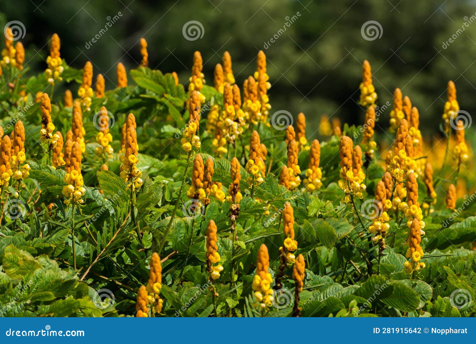 Ringworm Bush Flower Stock Photography | CartoonDealer.com #281915642