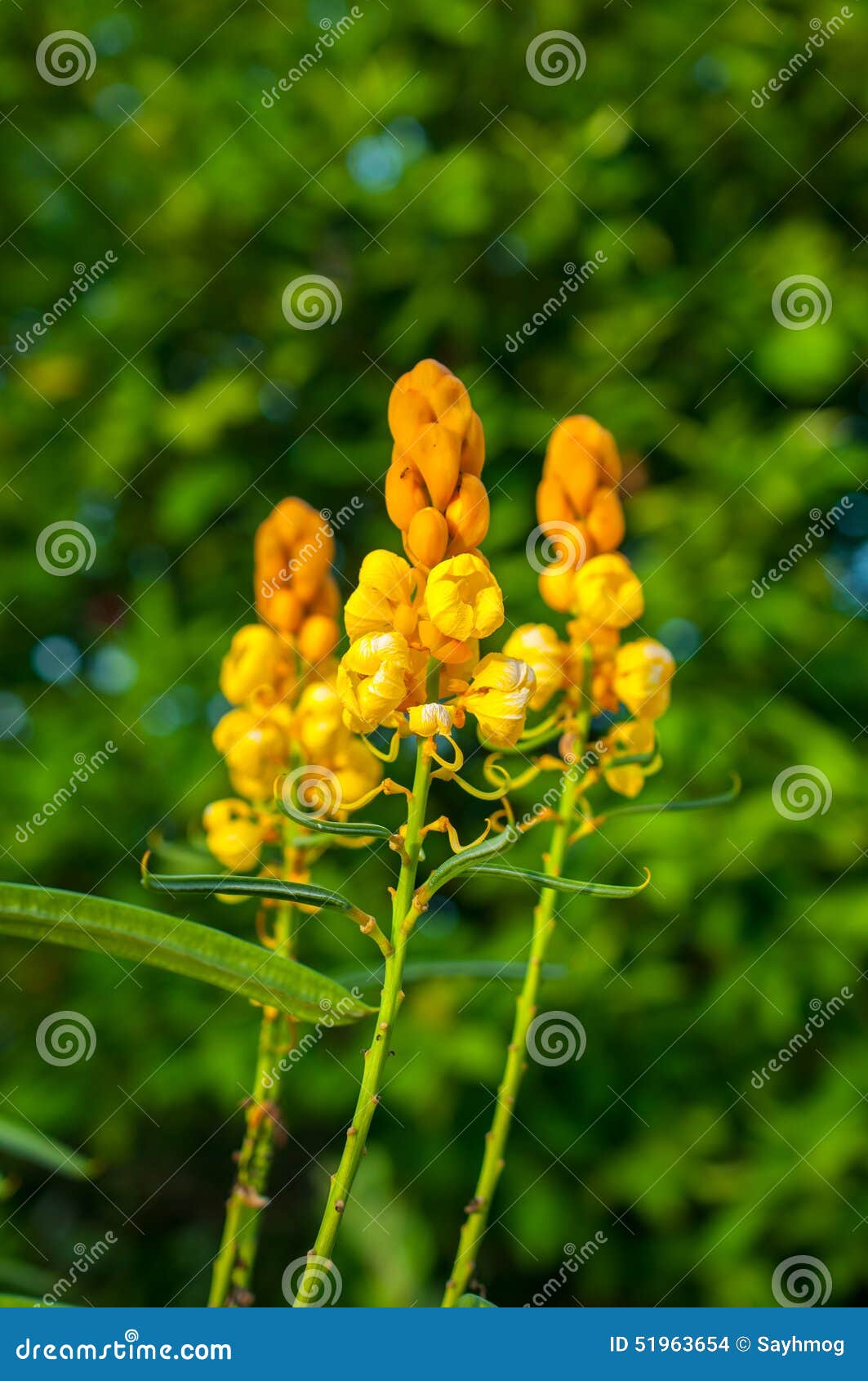 Ringworm Bush Flower stock photo. Image of health, green - 51963654