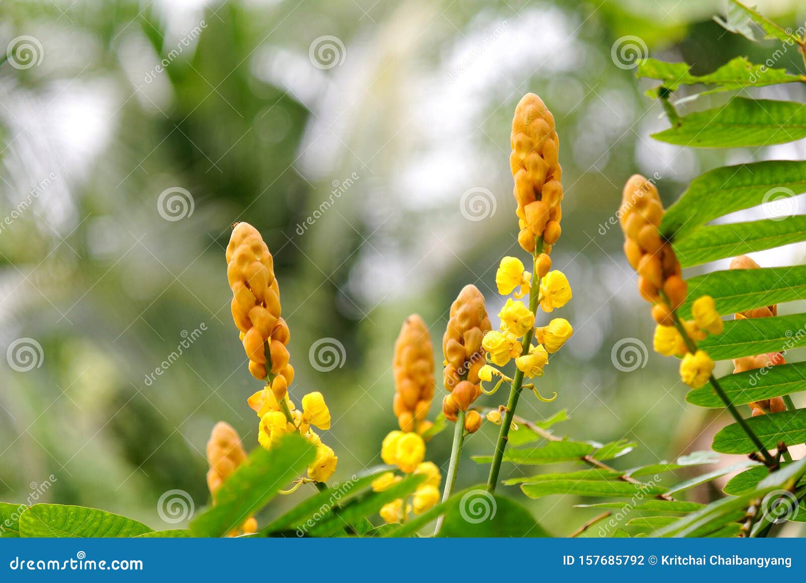 Ringworm Bush Royalty-Free Stock Image | CartoonDealer.com #47240206