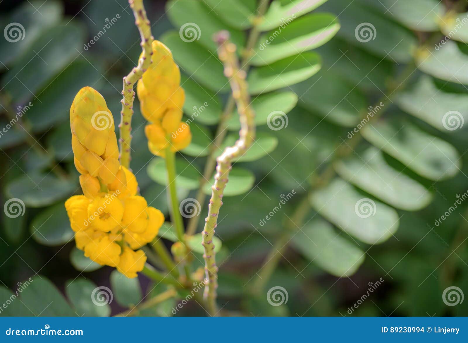 Ringworm Bush Flower stock photo. Image of beautiful - 89230994