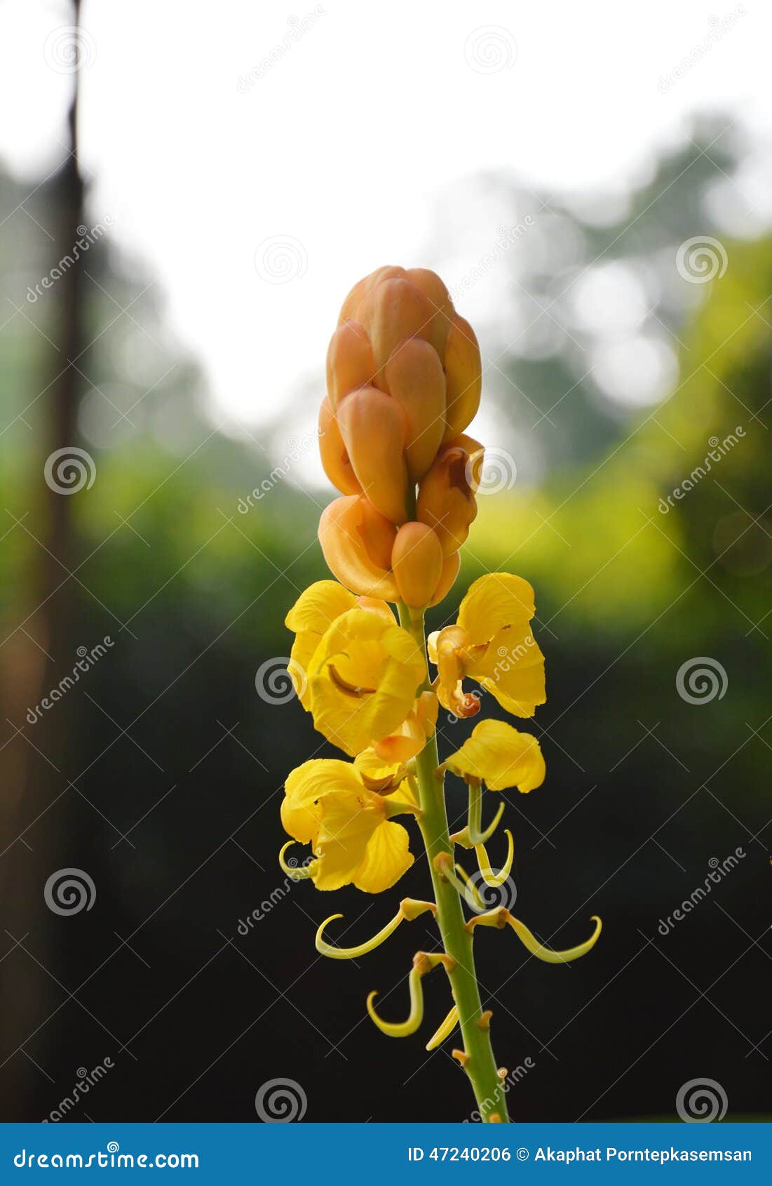 298 Ringworm Tree Photos - Free & Royalty-Free Stock Photos from Dreamstime