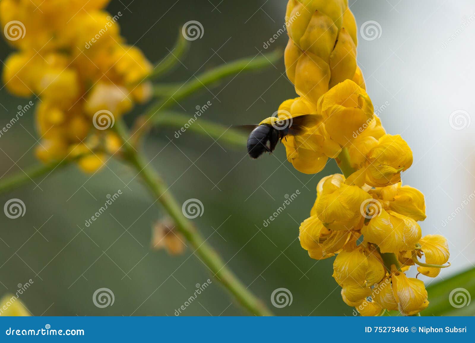 Ringworm Bush stock photo. Image of roxb, natural, yellow - 75273406