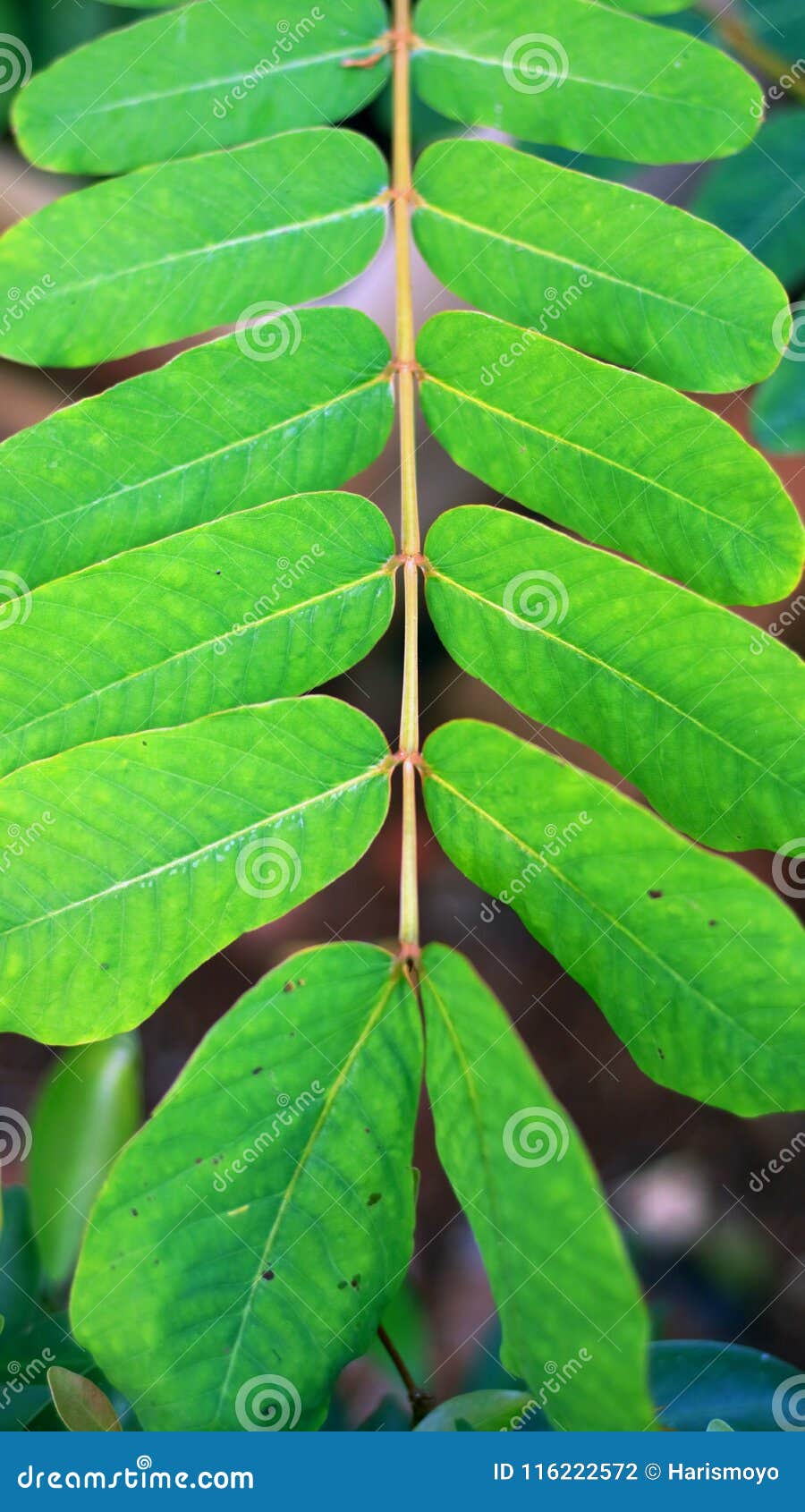 Ringworm Shrub Royalty-Free Stock Photography | CartoonDealer.com ...