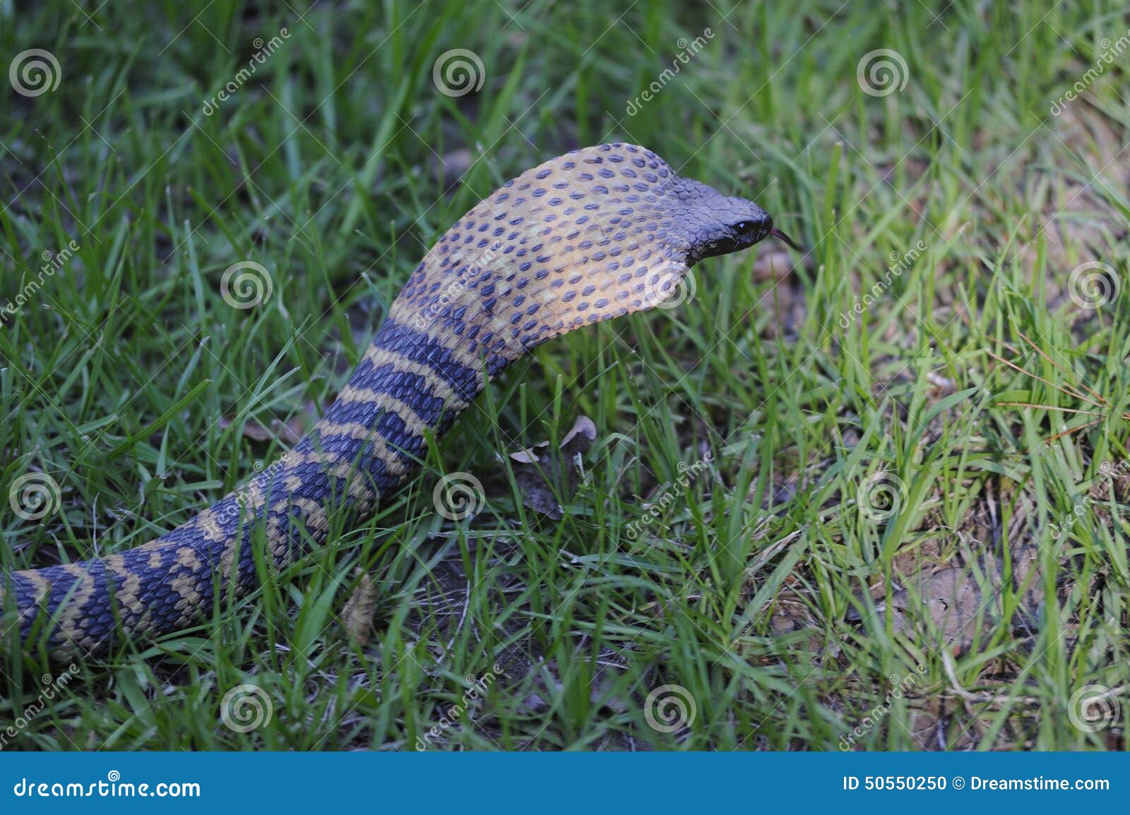 RINKHALS stock foto. Image of noteringen, stel, slang - 50550250