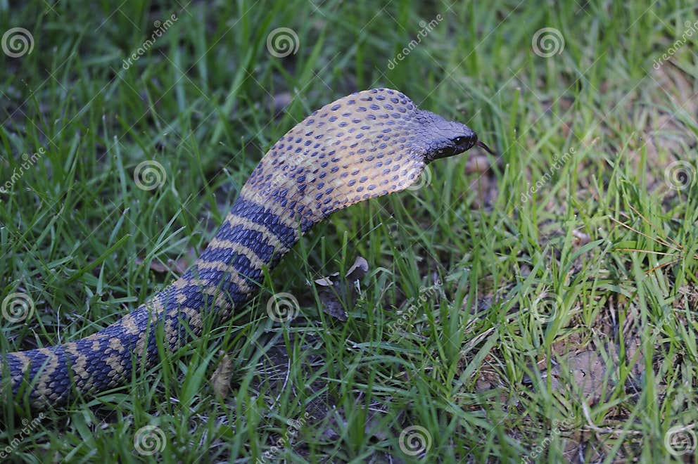 RINKHALS stock foto. Image of noteringen, stel, slang - 50550250