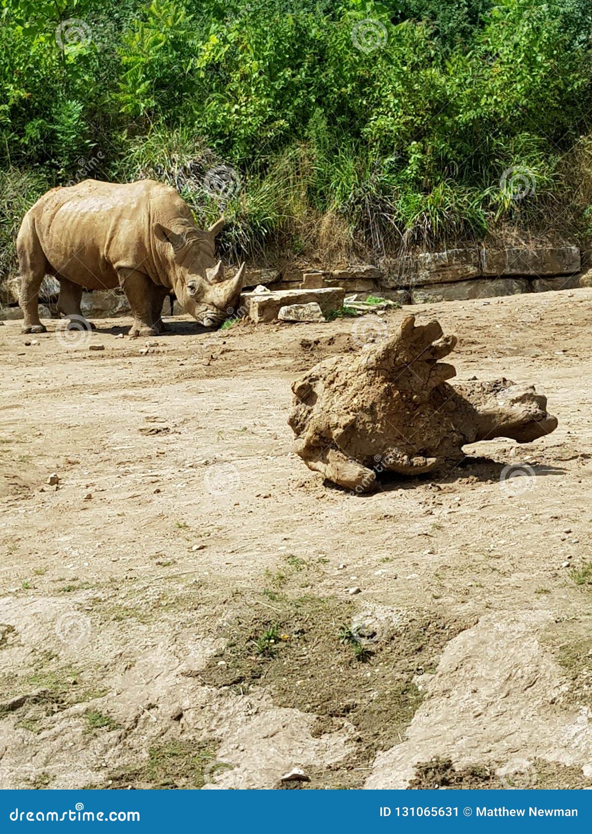 Rino stock image. Image of white, rino, wildlife, beast - 131065631