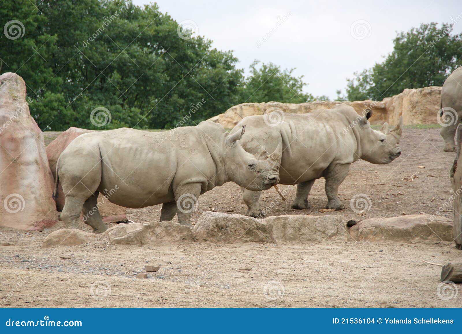 Rino stock photo. Image of field, game, african, conservation - 21536104