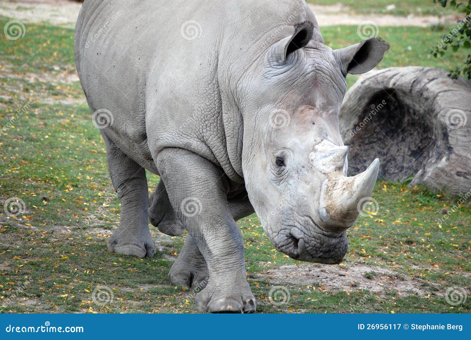 646 Rino Photos - Free & Royalty-Free Stock Photos from Dreamstime