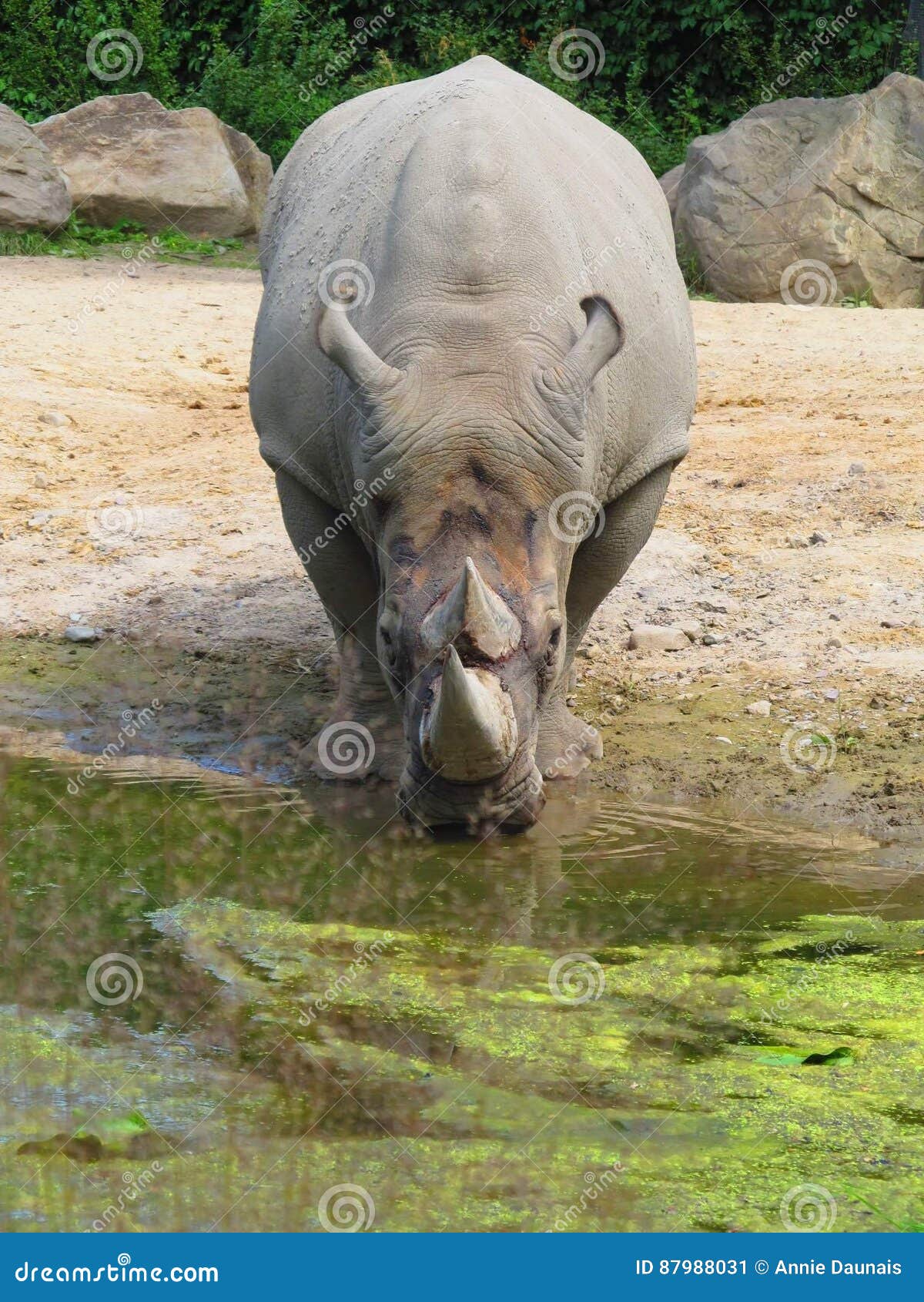 Rino stock image. Image of mammal, animal, wildlife, rino - 87988031