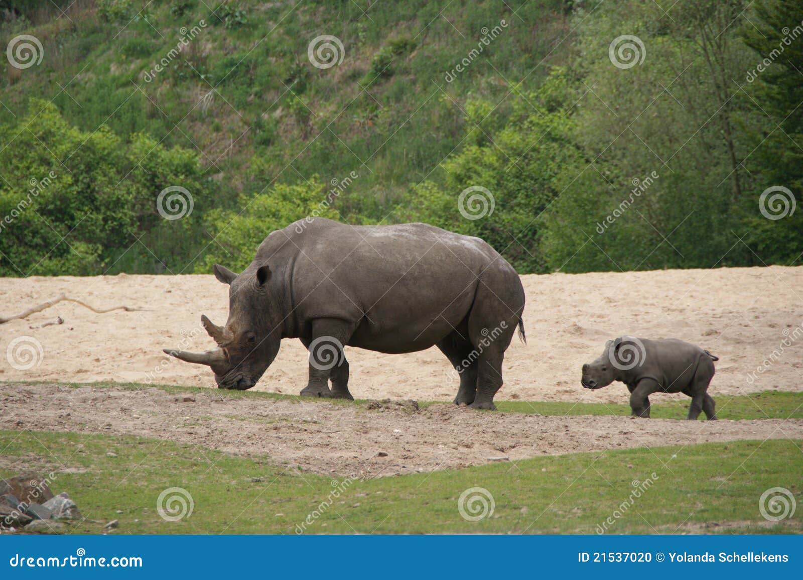 Rino and Young stock photo. Image of baby, nature, park - 21537020