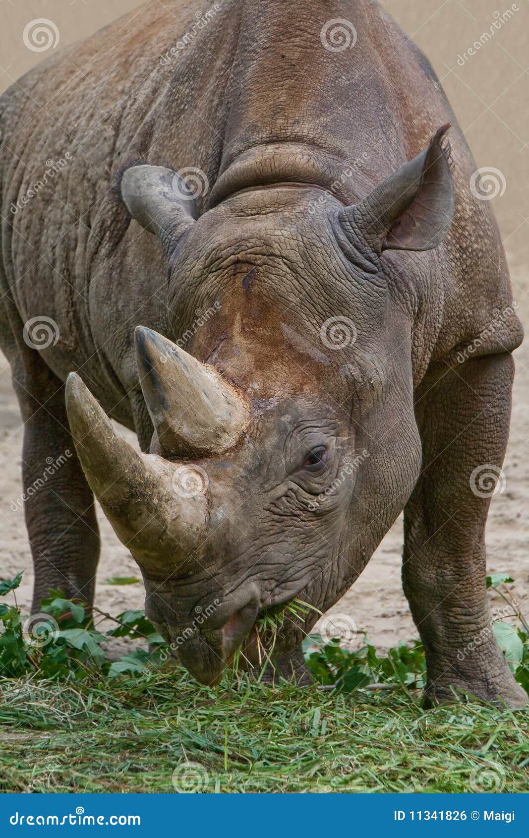 Rinoceronte foto de archivo. Imagen de cautiverio, exterior - 11341826