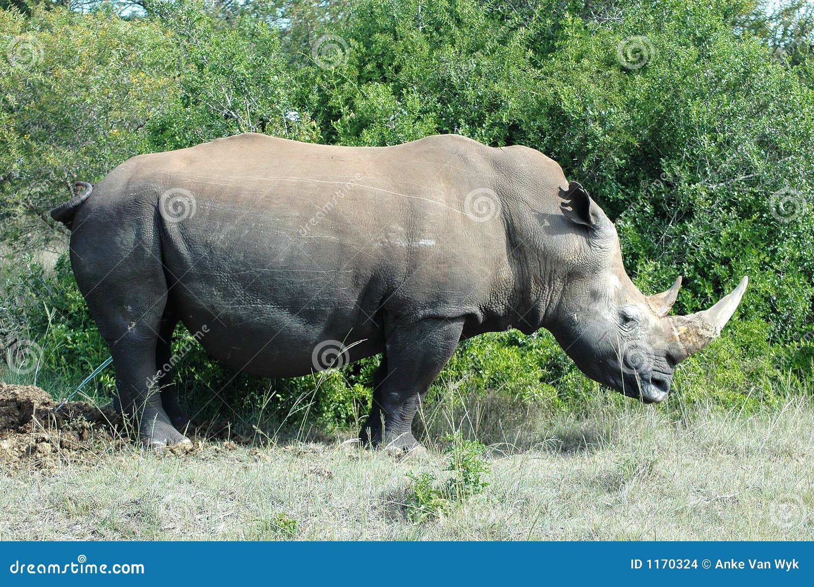 Rinoceronte foto de archivo. Imagen de perfil, grande - 1170324